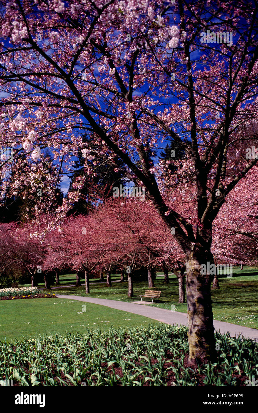 Cherry Blossom / Blossoms on Japanese Cherry Trees in Stanley Park ...