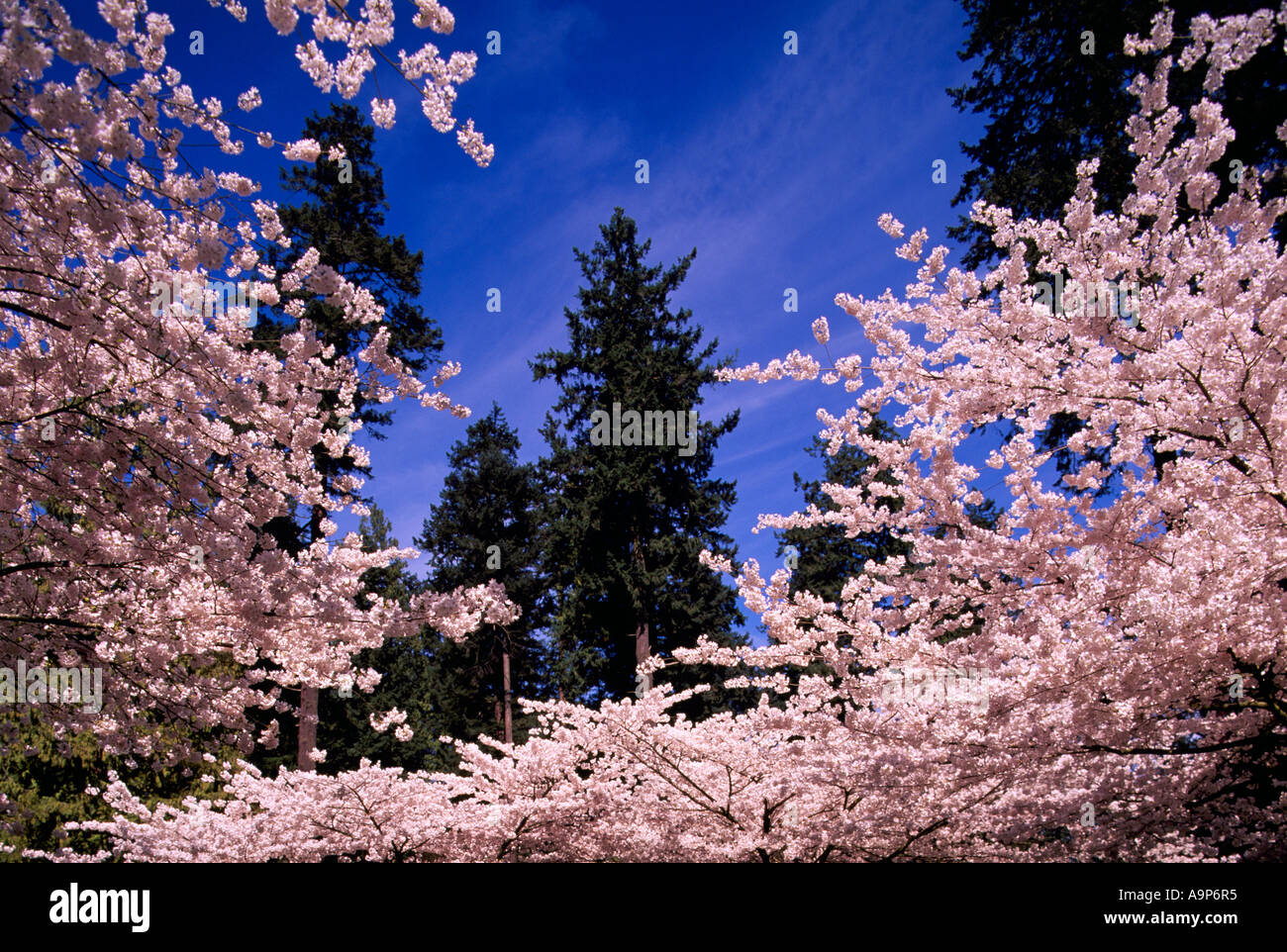 Japanese Cherry Trees in Bloom in Spring Burnaby British Columbia ...