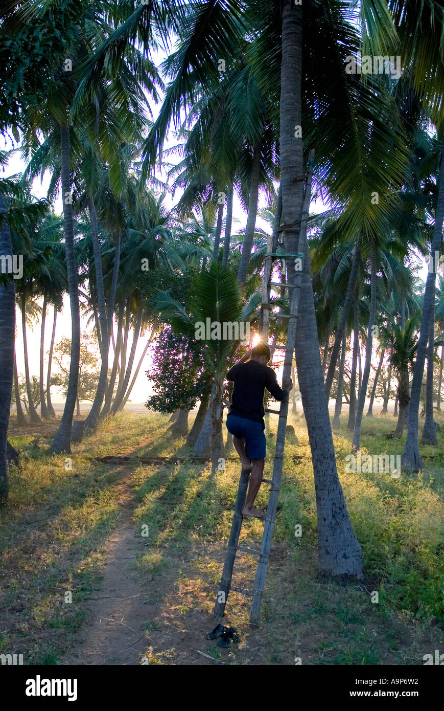 Man climbing coconut tree in hi-res stock photography and images - Alamy