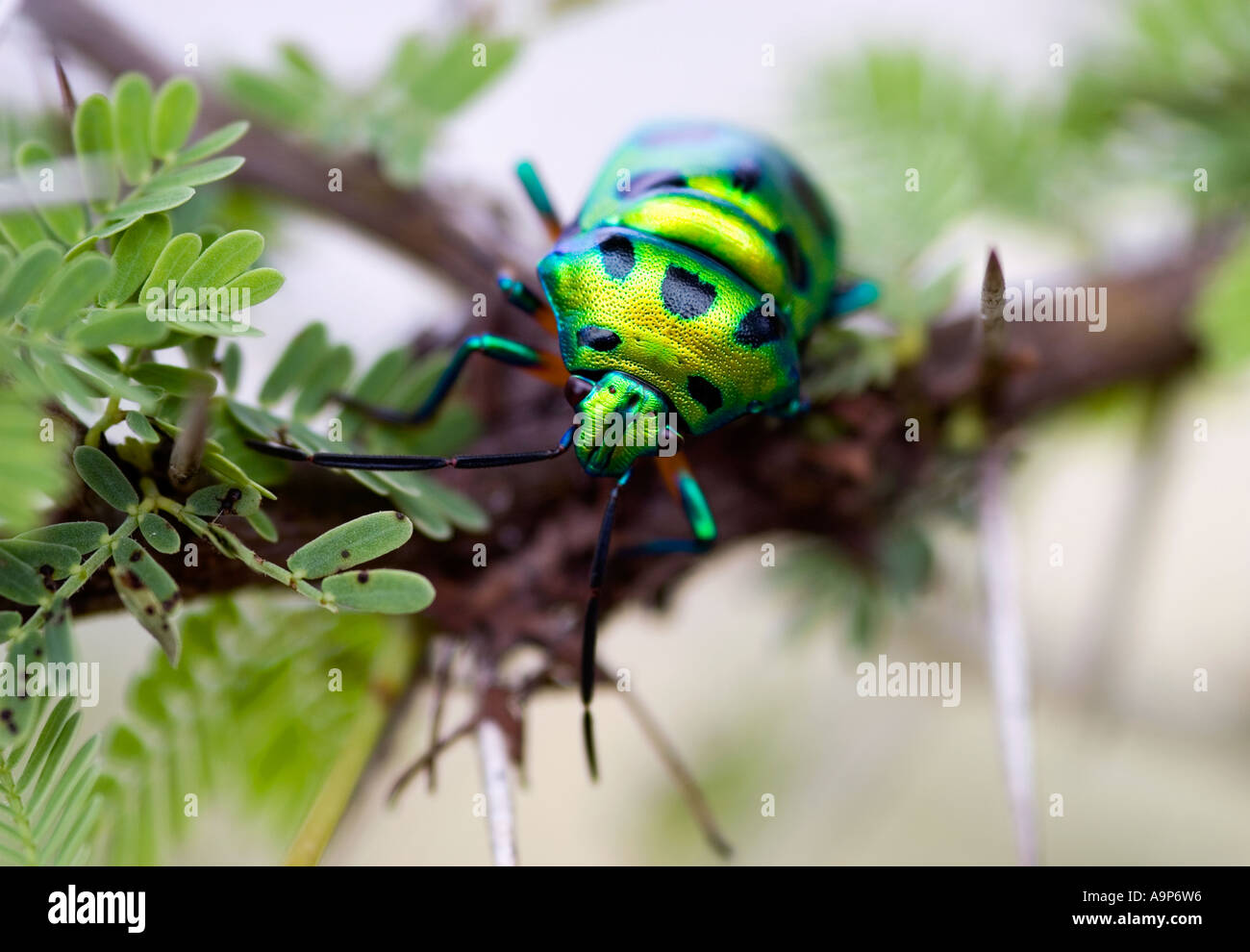 Jewel bug in a bush in the Indian countryside Stock Photo - Alamy