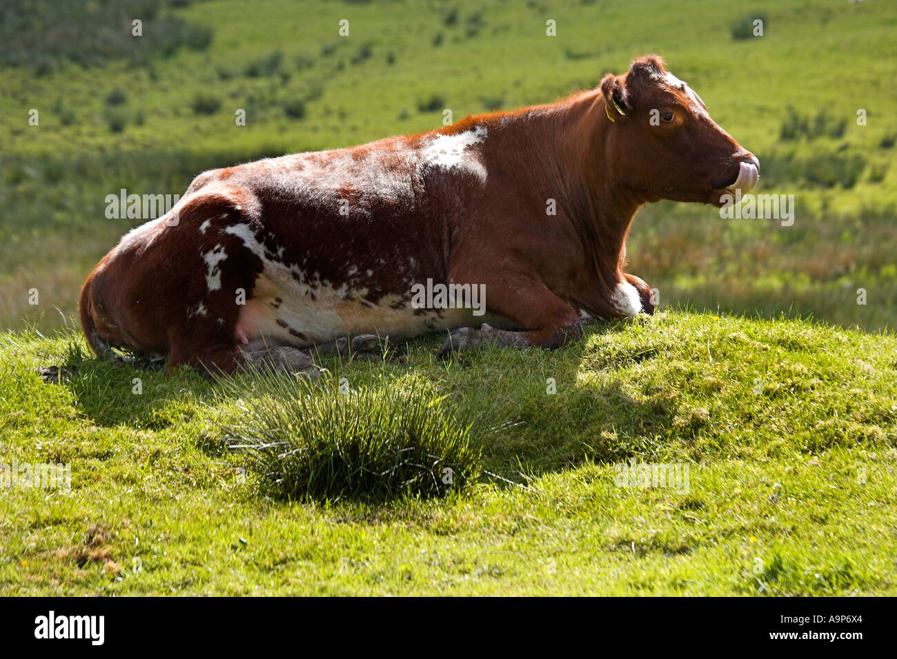 Matson Ground Organic Farm Windermere Cumbria Stock Photo - Alamy