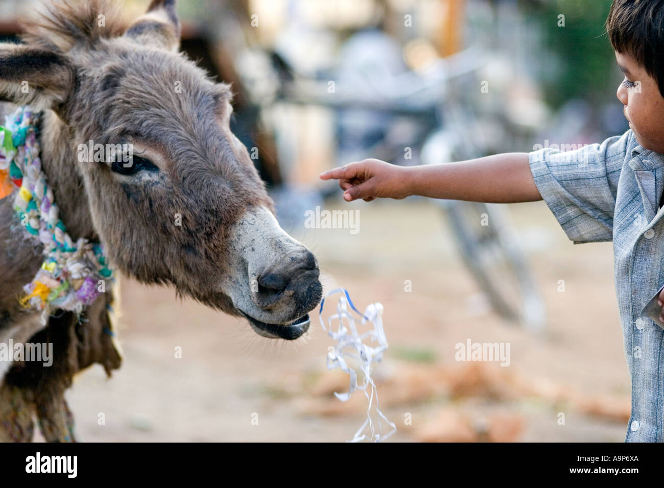 Young Indian child dropping litter in front of a donkey on an Indian ...
