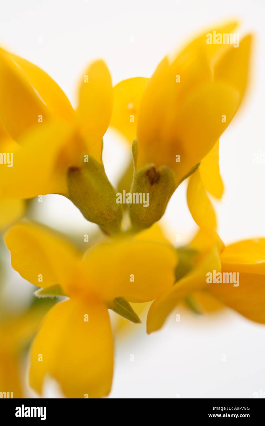 yellow wildflowers in Saskatchewan Stock Photo - Alamy