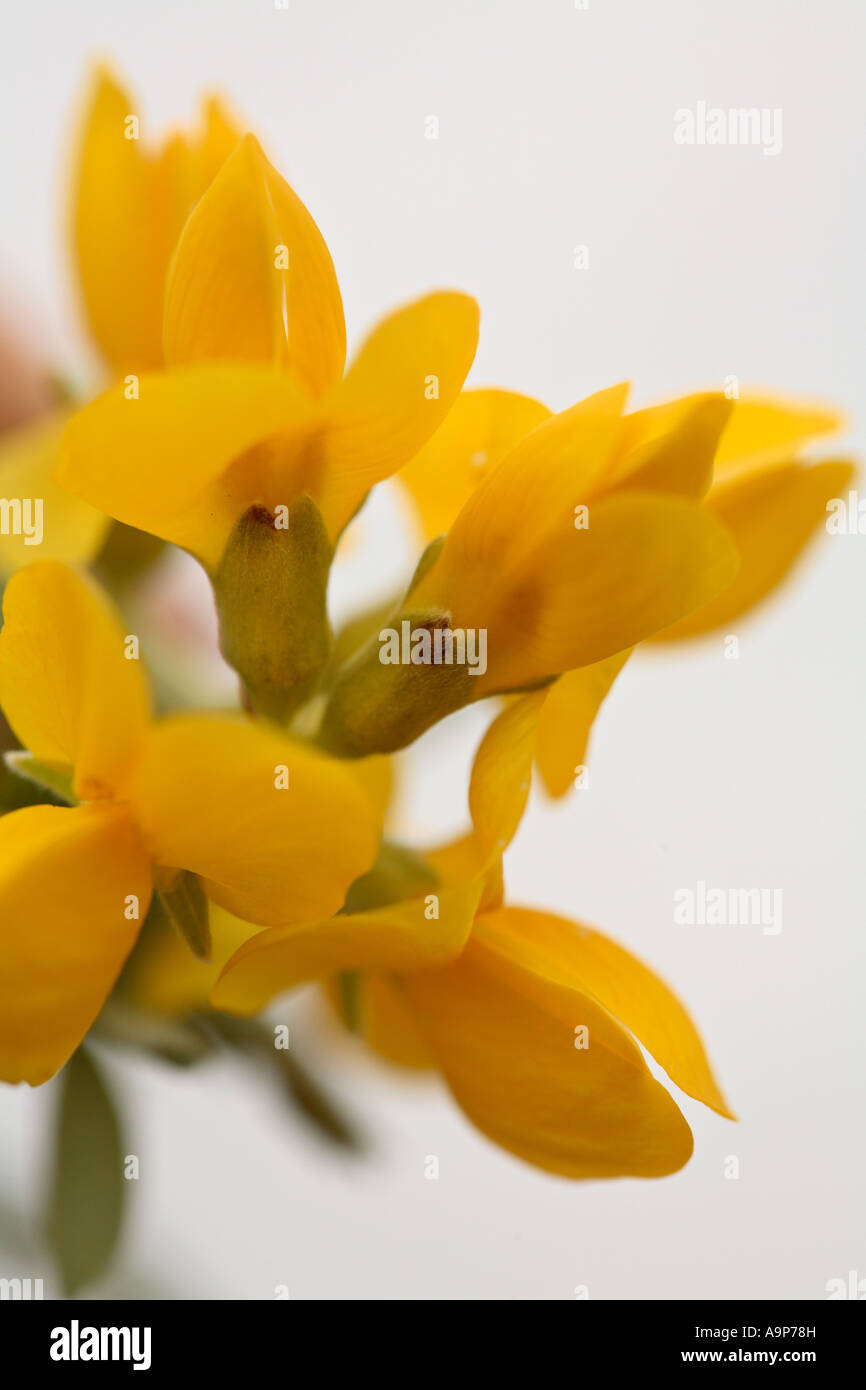 yellow wildflowers in Saskatchewan Stock Photo - Alamy