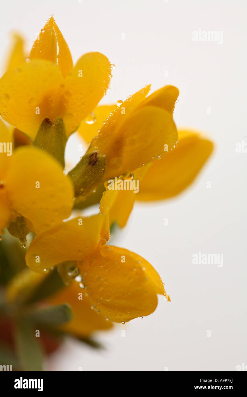yellow wildflowers in Saskatchewan Stock Photo - Alamy