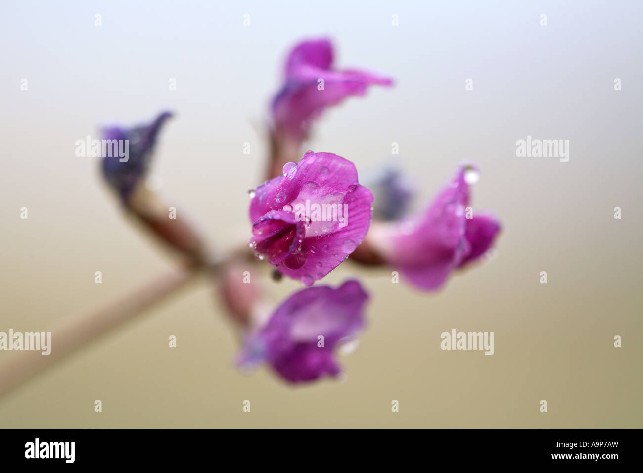 Purple wildflowers in Saskatchewan Stock Photo - Alamy