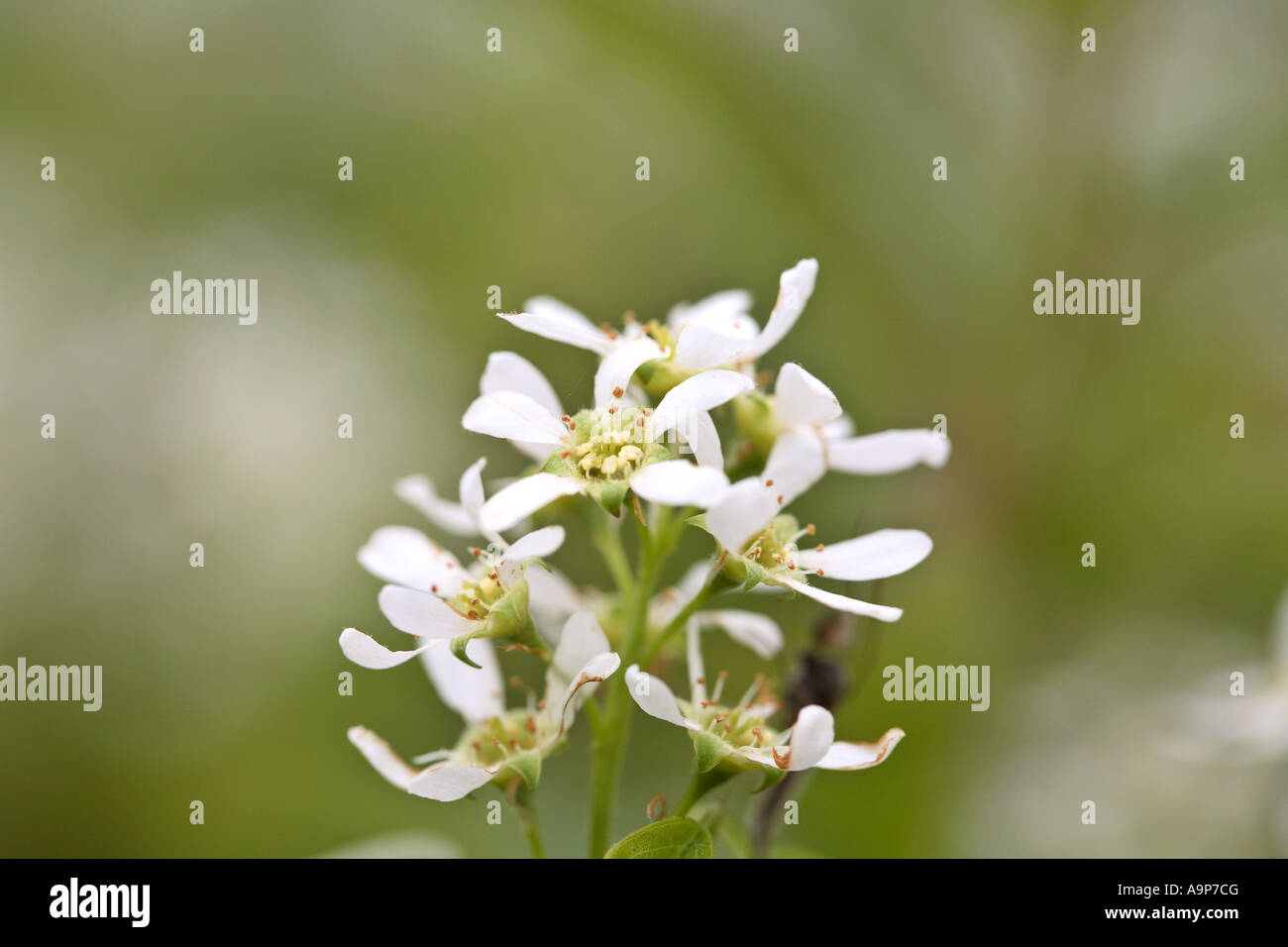 White wildflowers in Saskatchewan Stock Photo - Alamy