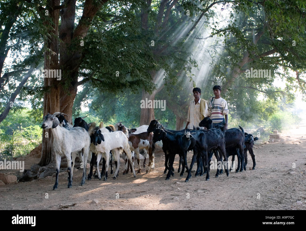 Indian shepherd boys hi-res stock photography and images - Alamy