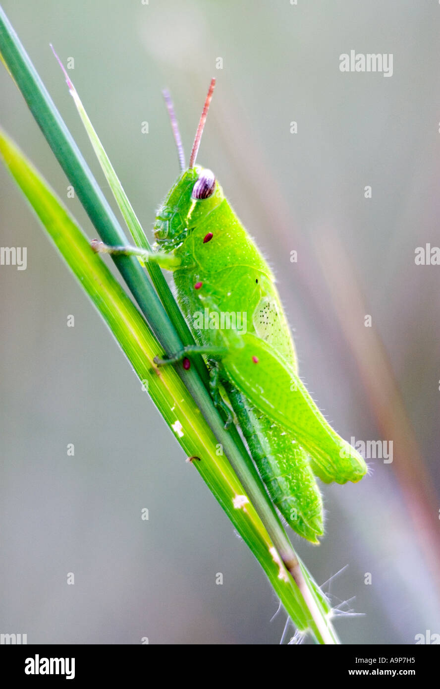 Insects fauna hi-res stock photography and images - Alamy