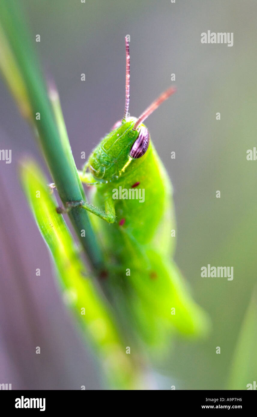 Green cricket on grass stem. India Stock Photo - Alamy