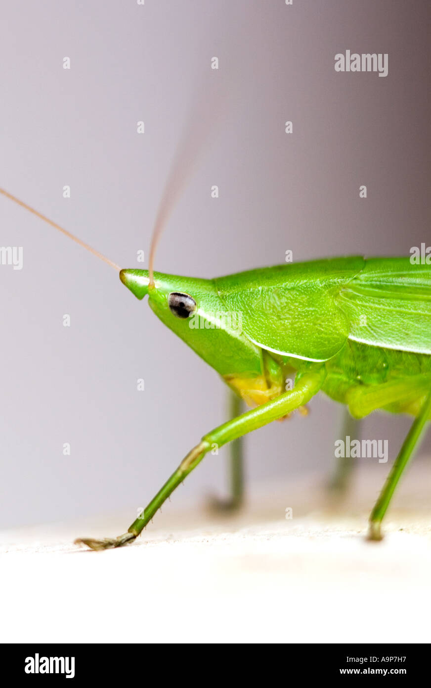 Green locust standing on a wall. India Stock Photo - Alamy