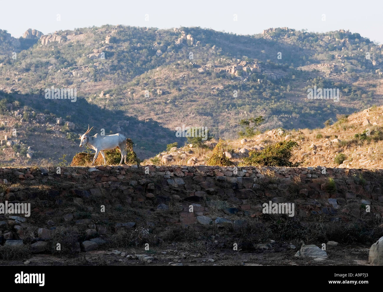 Indian zebu cows walking on a dam wall in the rural countryside just ...