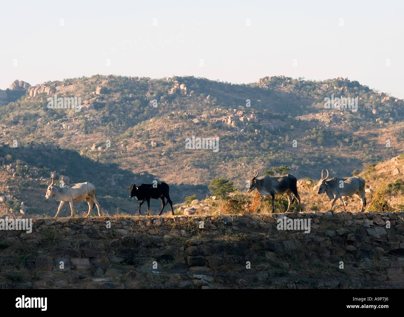 Indian zebu cows walking on a dam wall in the rural countryside just ...