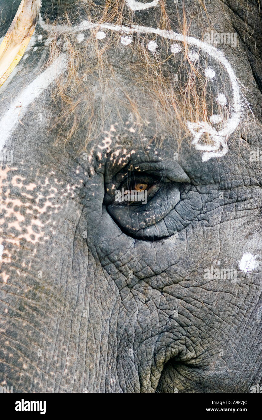 Sai Gita, Sathya Sai Baba's elephant , Puttaparthi, Andhra Pradesh ...