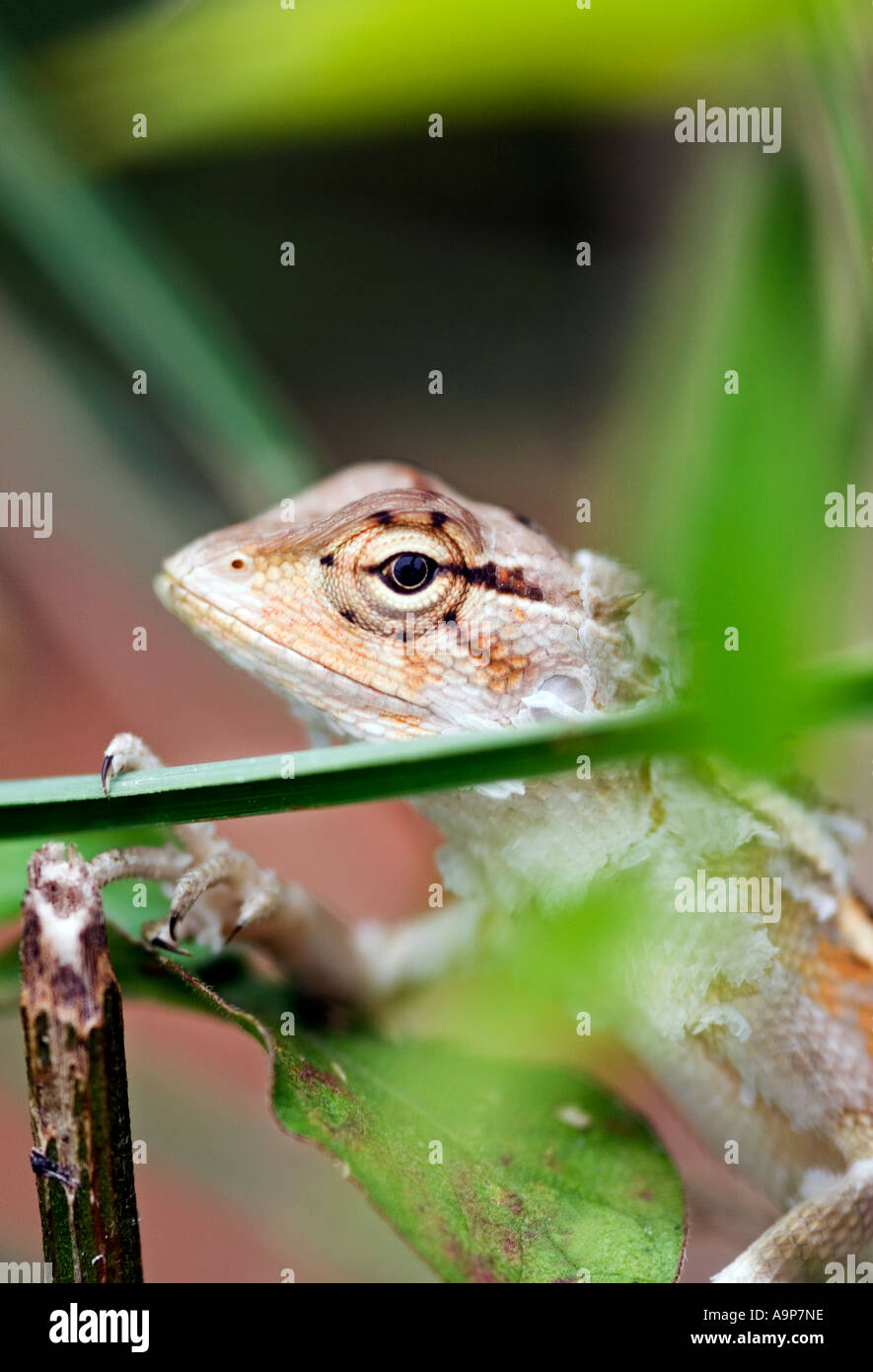 Indian lizard hi-res stock photography and images - Alamy