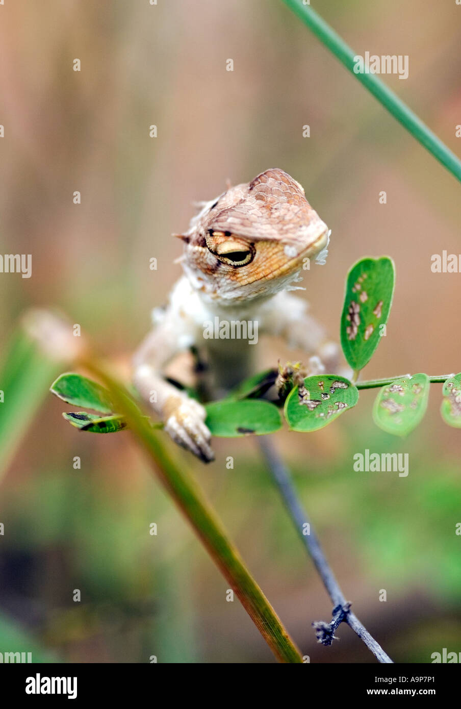 Indian lizard hi-res stock photography and images - Alamy