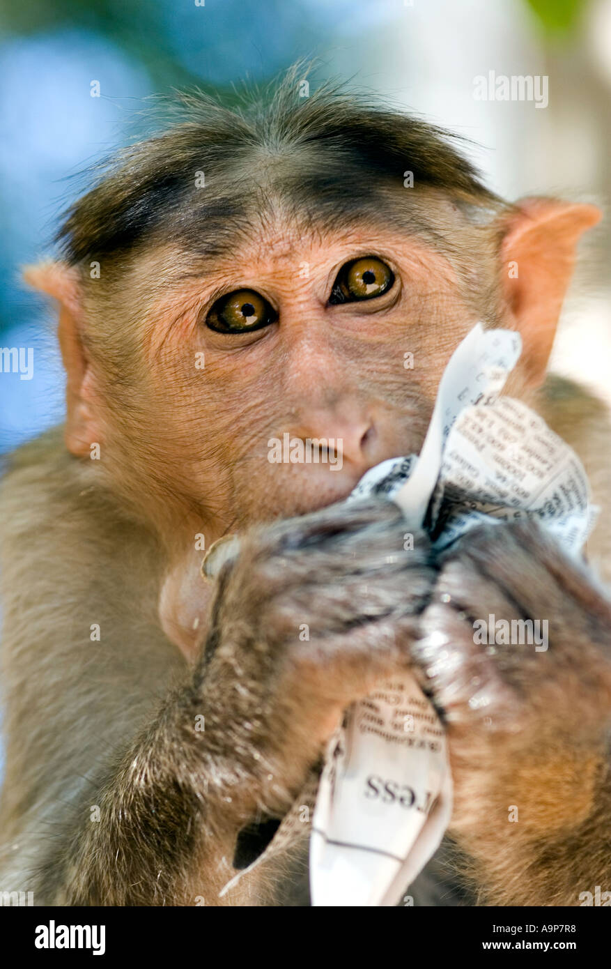 Pouch monkey hi-res stock photography and images - Alamy