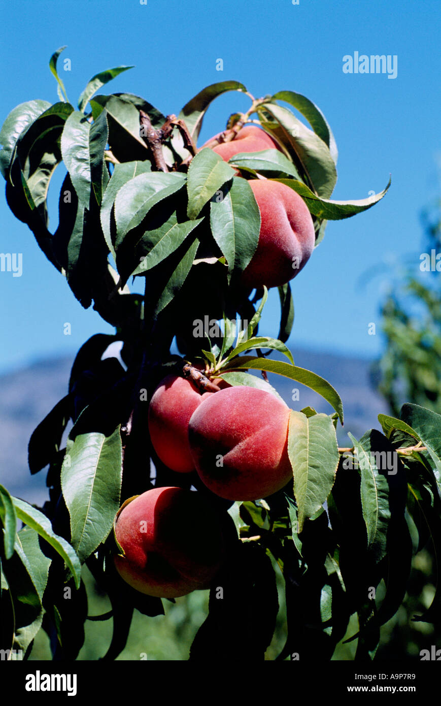 Hanging down from the branches of a tree hi-res stock photography and ...