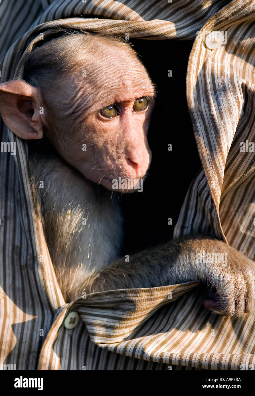 Pet monkey hi-res stock photography and images - Alamy