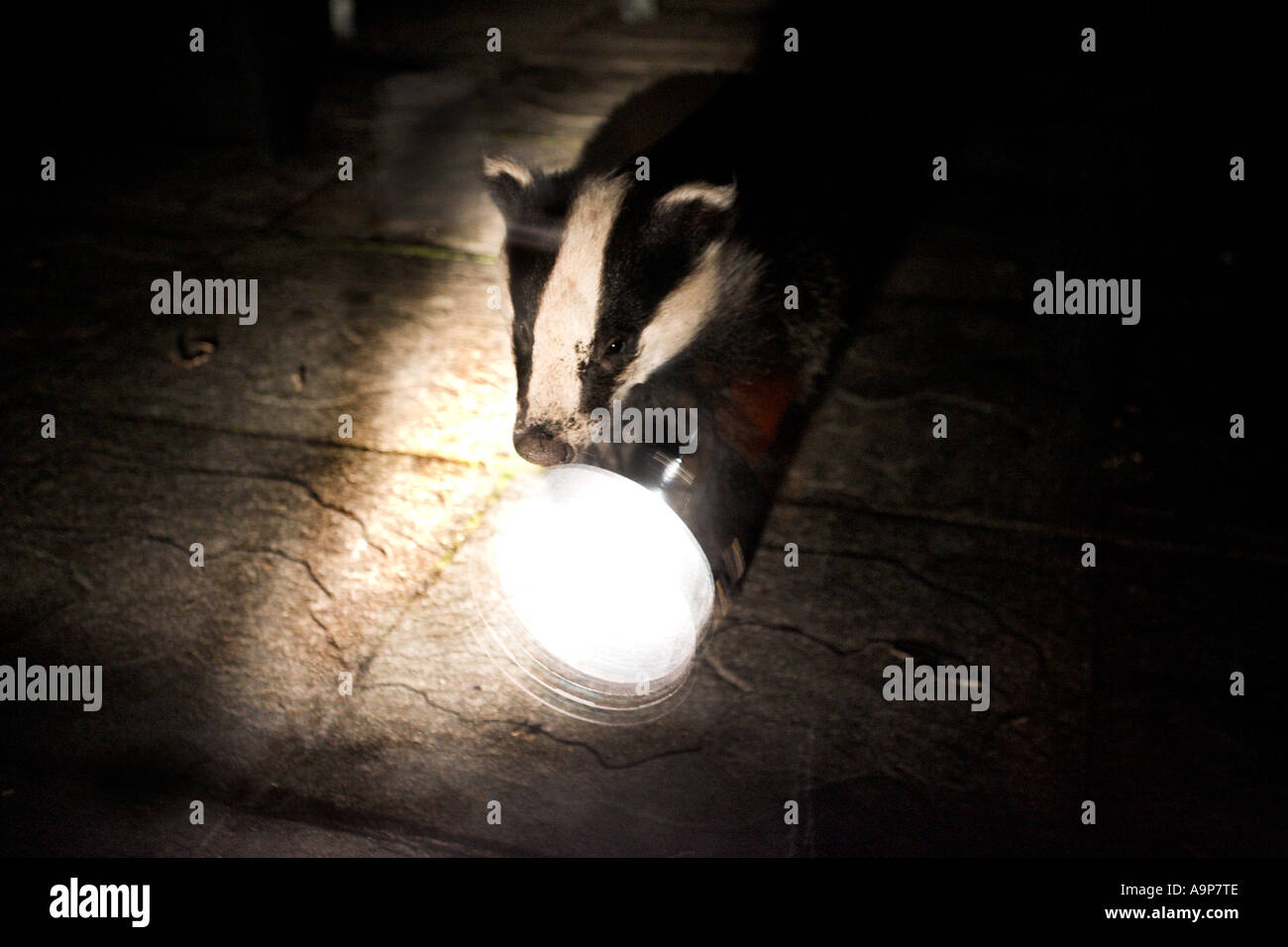 The European Badger (Meles meles) eating peanuts and sunflower Stock ...