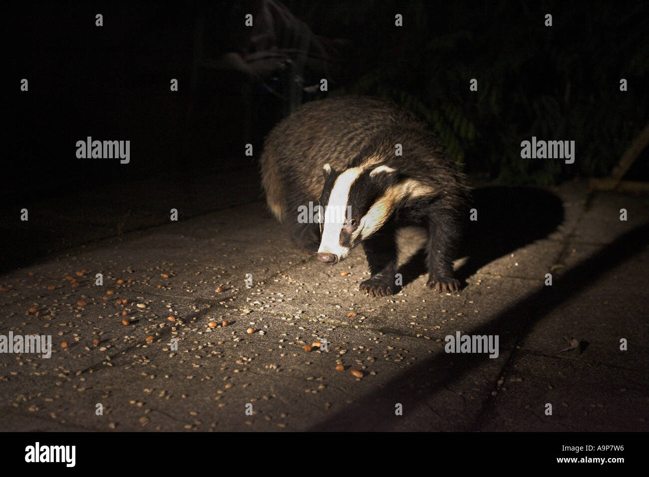 Badger eating peanuts hi-res stock photography and images - Alamy