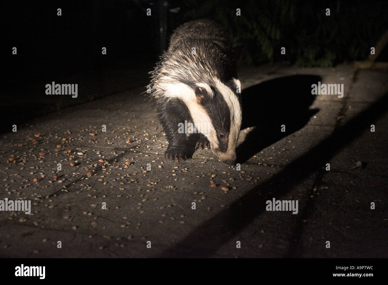 The European Badger (Meles meles) eating peanuts and sunflower Stock ...