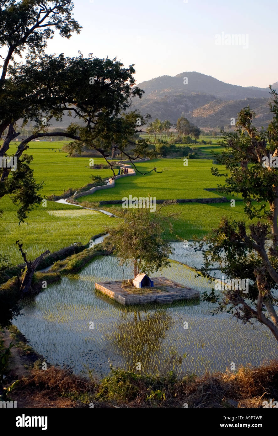 Temple shrine in the middle of a rice paddy in Southern India Stock ...