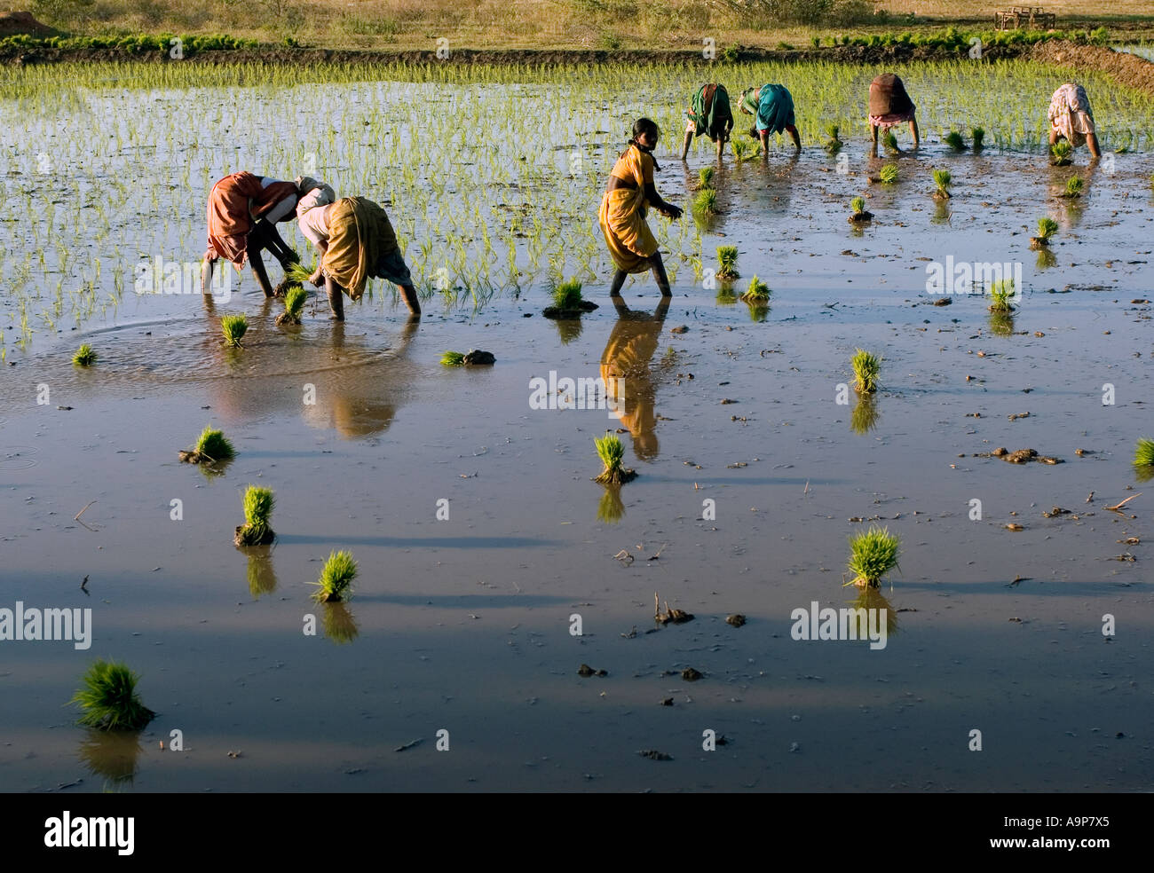Indian farming methods hi-res stock photography and images - Alamy