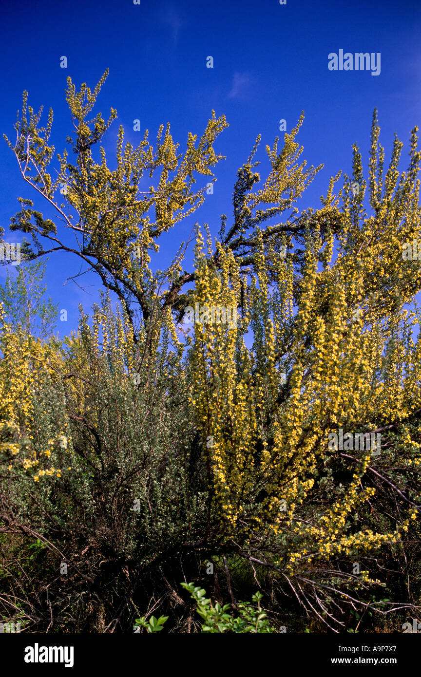 Greasewood Desert Bush Shrub Bc High Resolution Stock Photography and ...