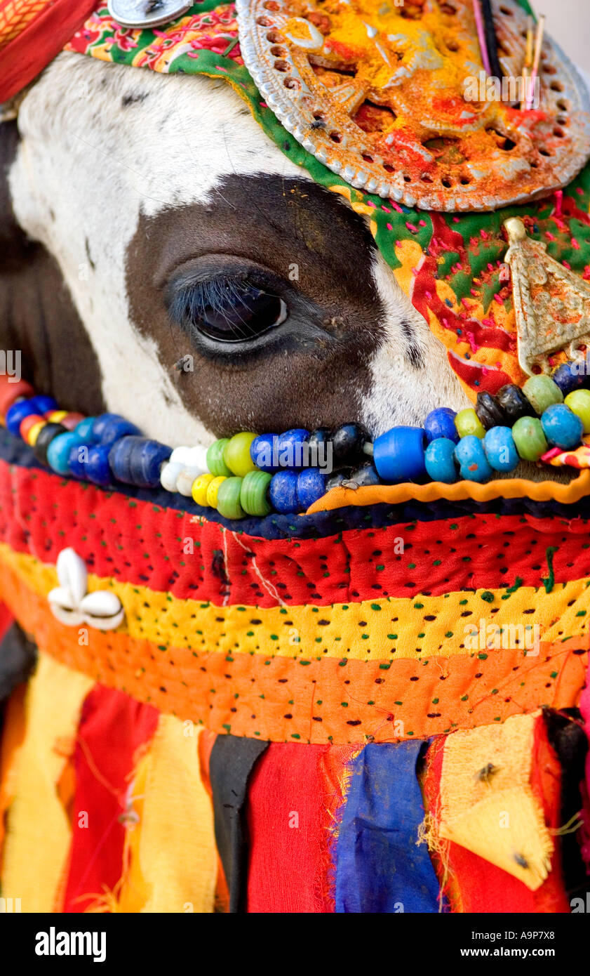 Dressed as cows hi-res stock photography and images - Alamy