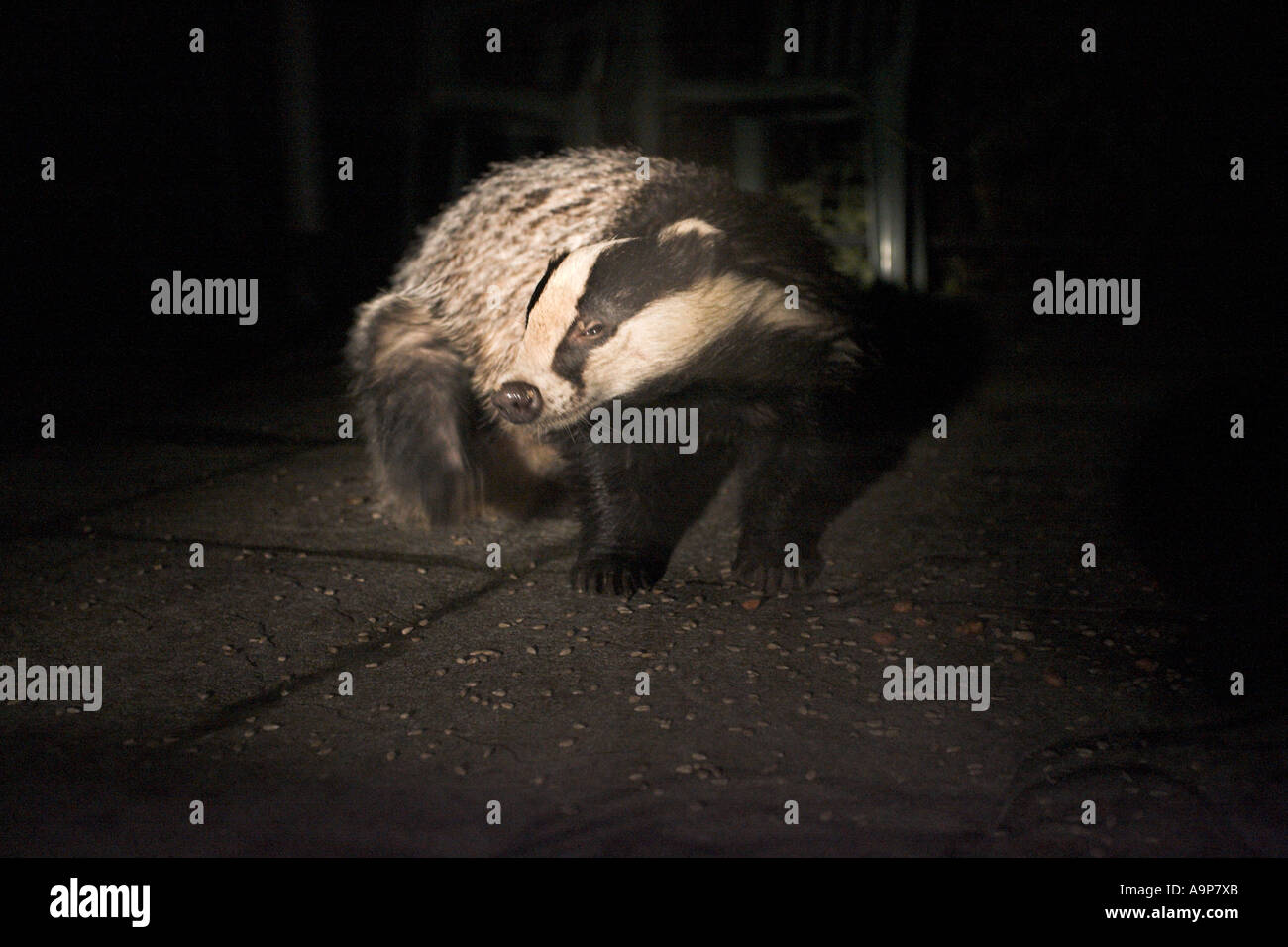 The European Badger (Meles meles) eating peanuts and sunflower Stock ...