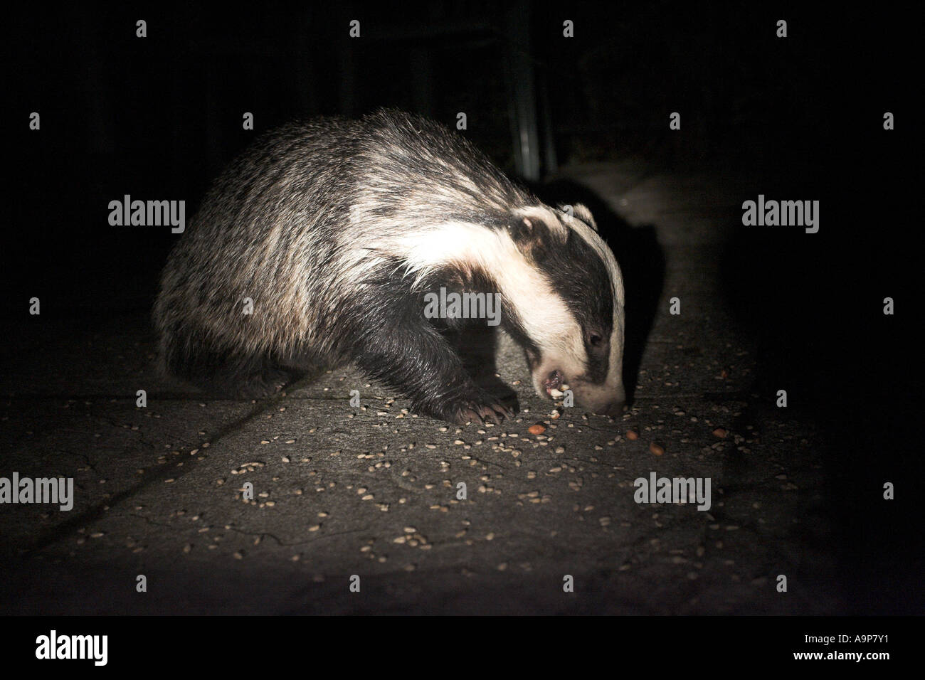 The European Badger (Meles meles) eating peanuts and sunflower Stock ...