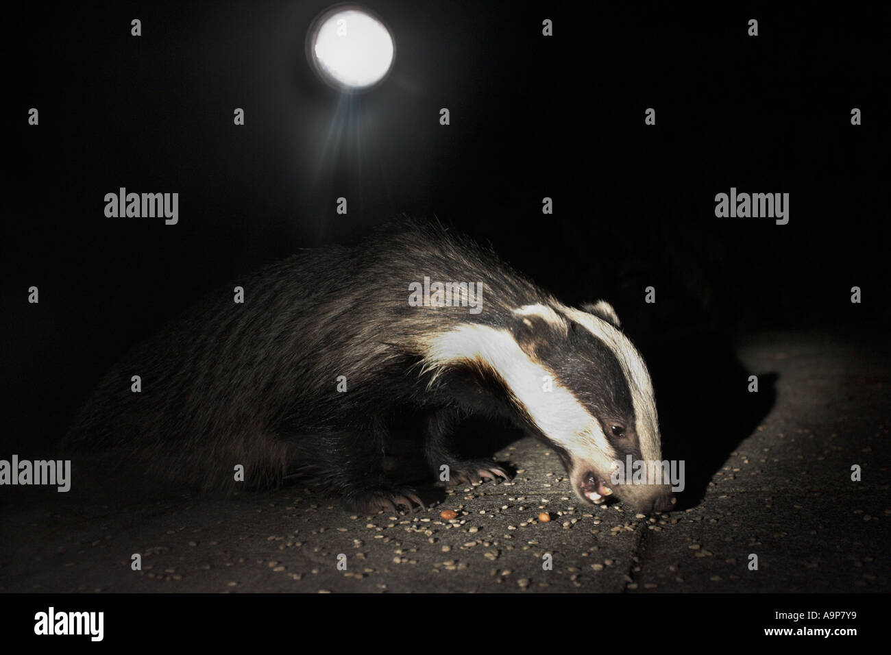 The European Badger (Meles meles) eating peanuts and sunflower Stock ...