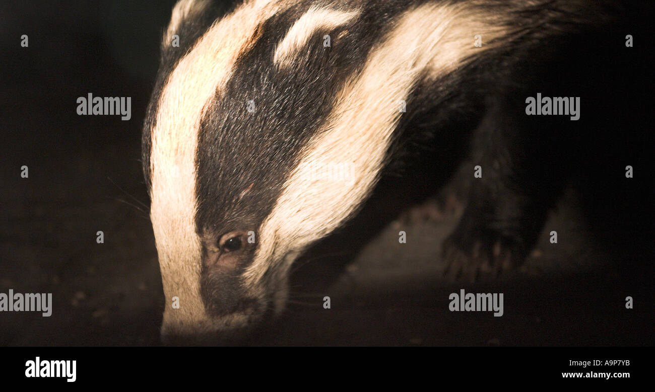 Badger eating peanuts hi-res stock photography and images - Alamy