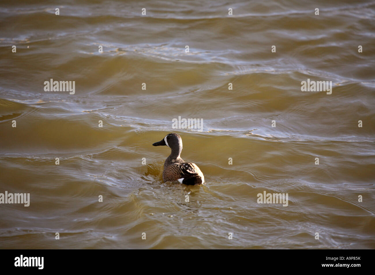 Blue-winged Teal drake swimming in pothole in Saskatchewan Stock Photo ...