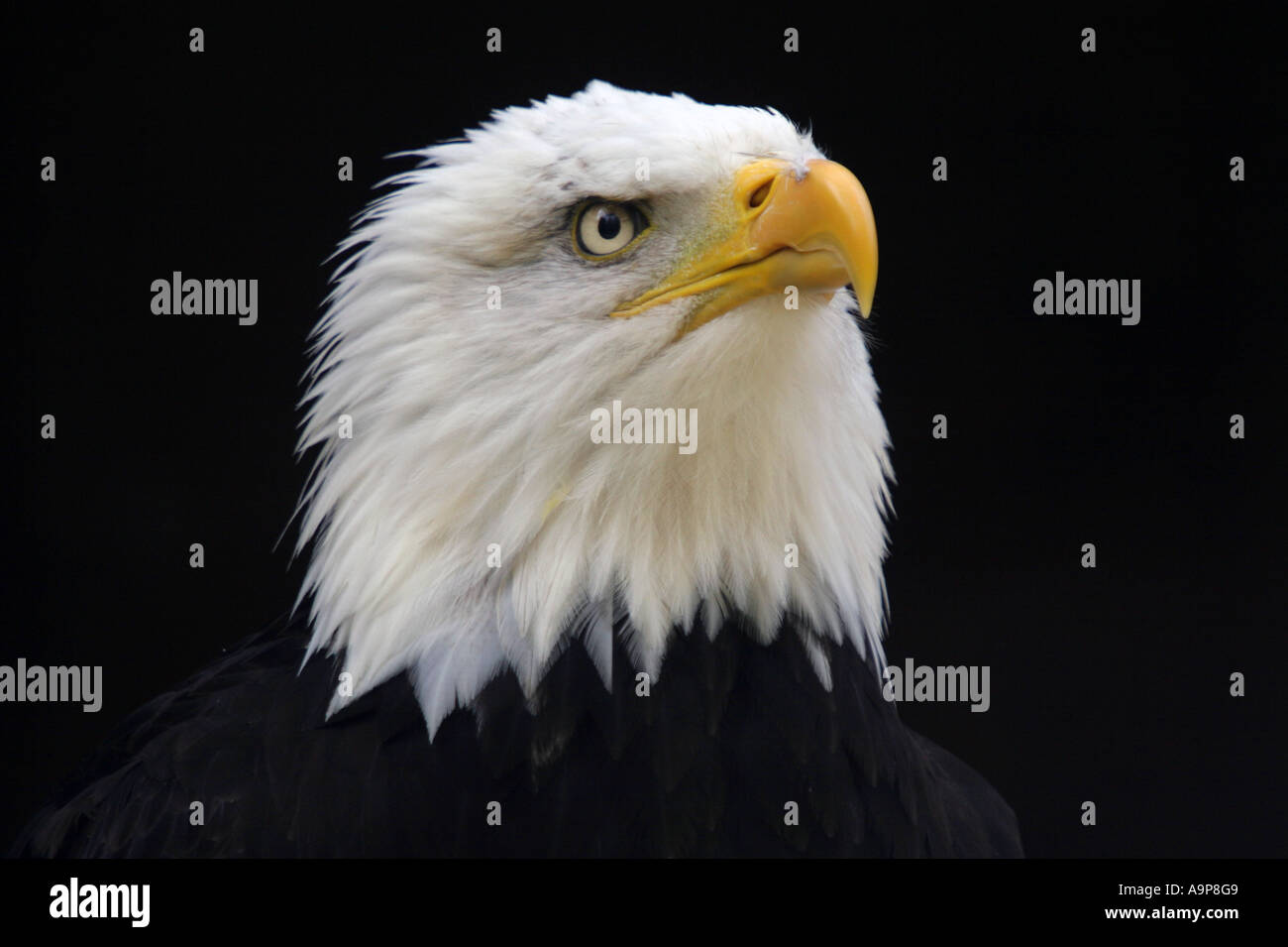 Bald eagle against dark background Stock Photo - Alamy
