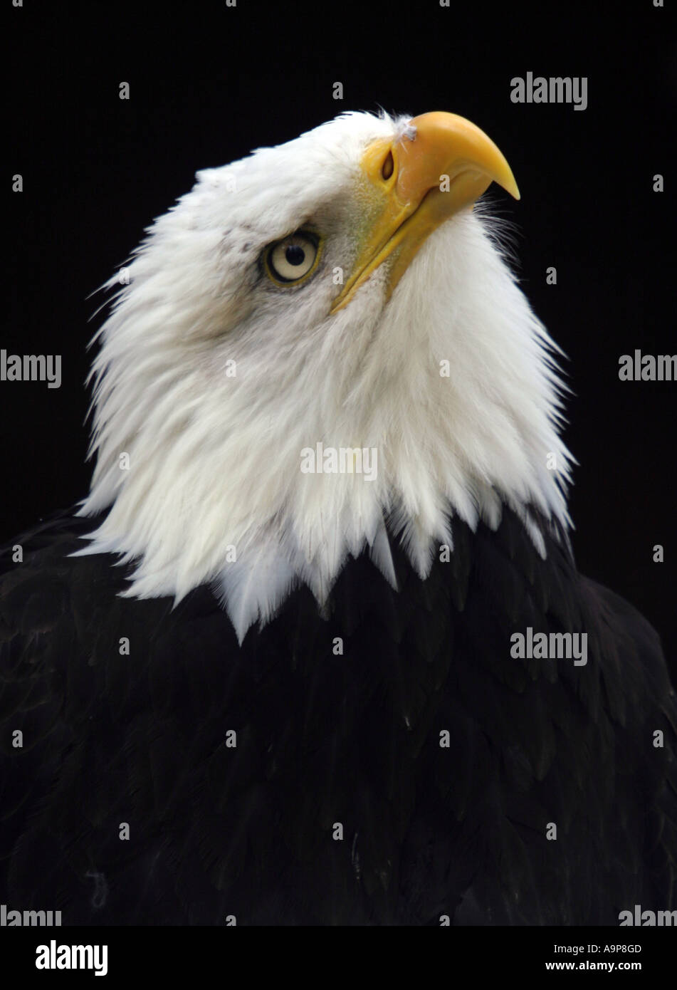 Bald eagle portrait looking up against dark background Stock Photo - Alamy