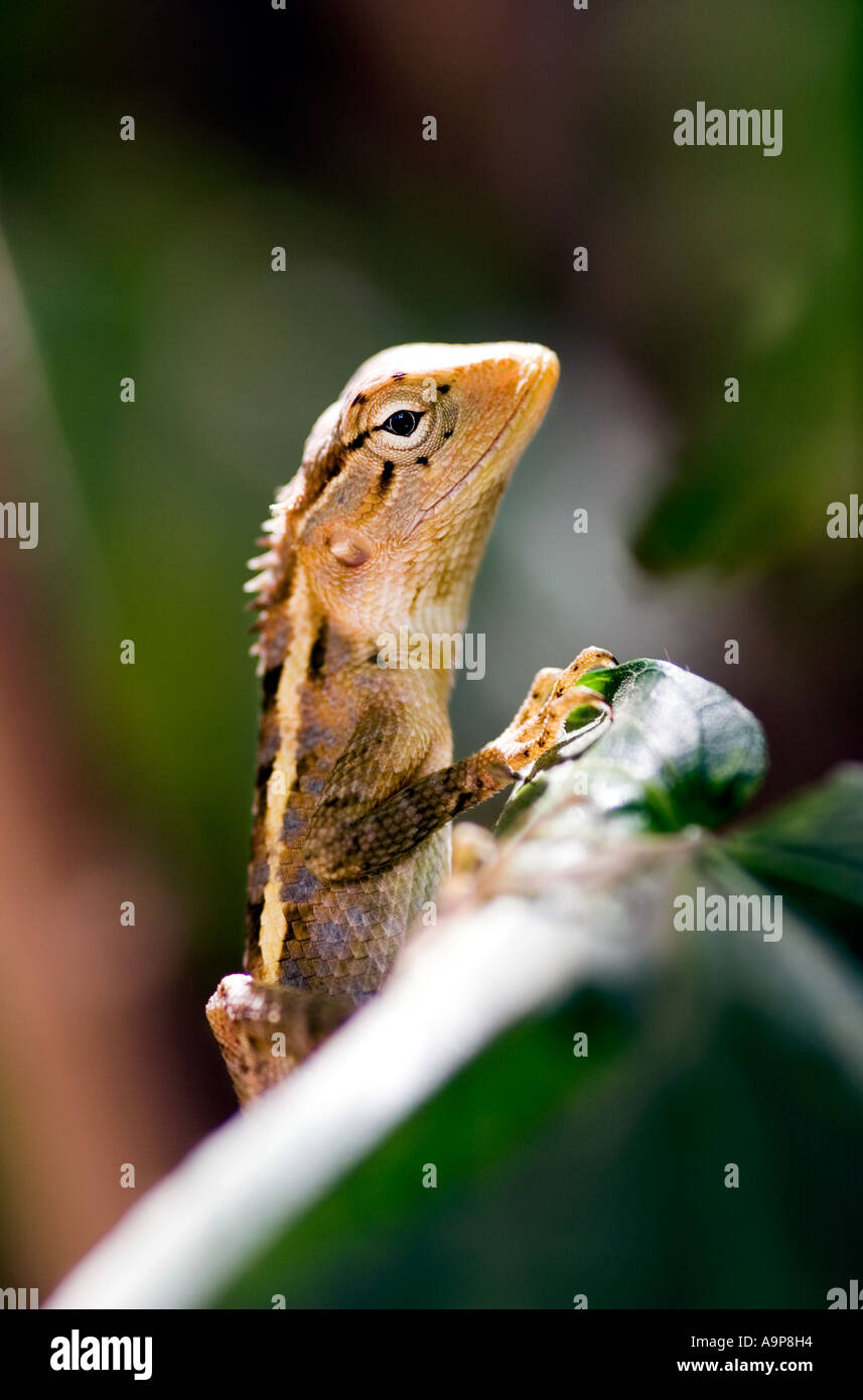 Small lizard sitting on a branch in India Stock Photo - Alamy