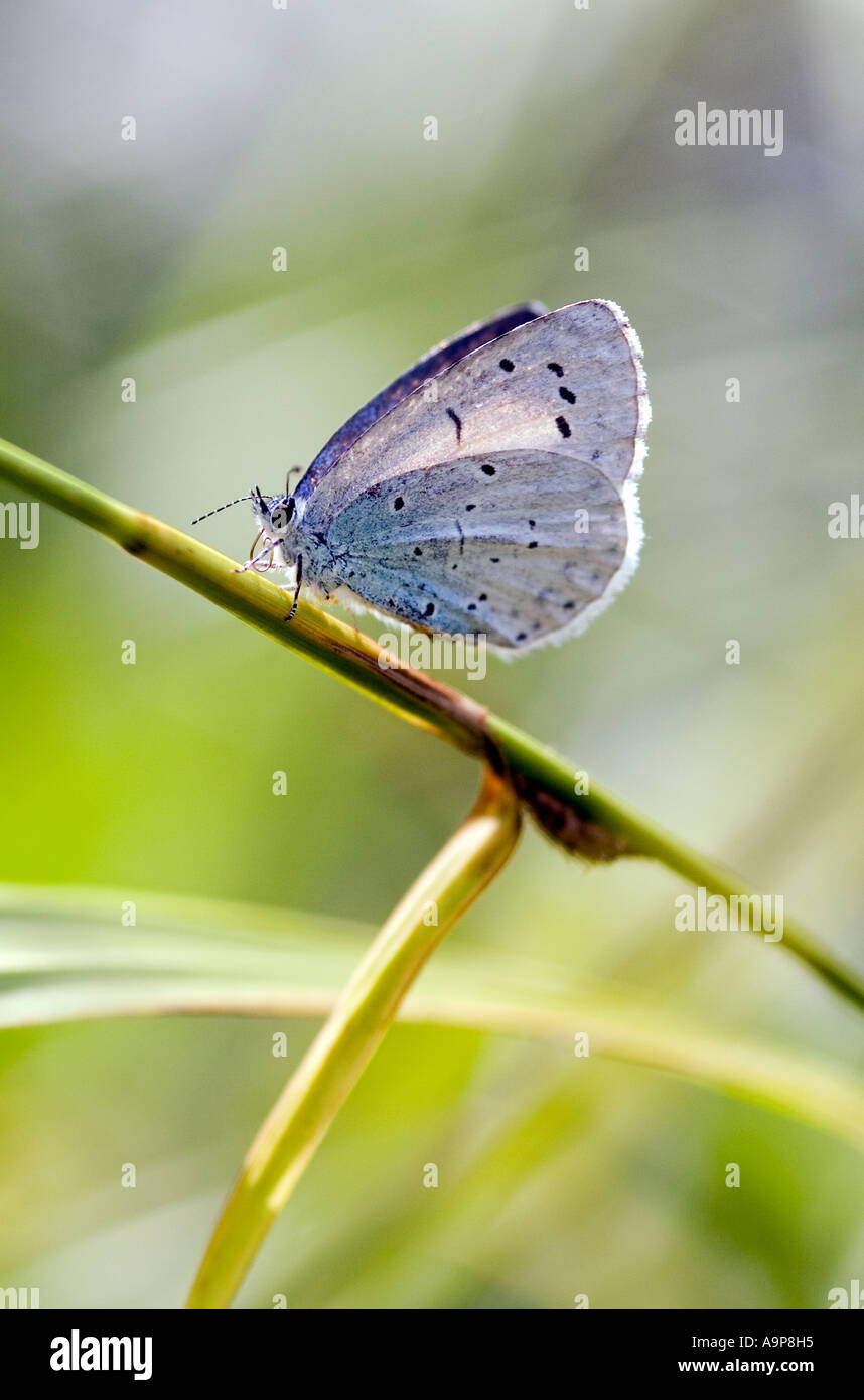Small common blue butterfly resting on stem in the English countryside ...