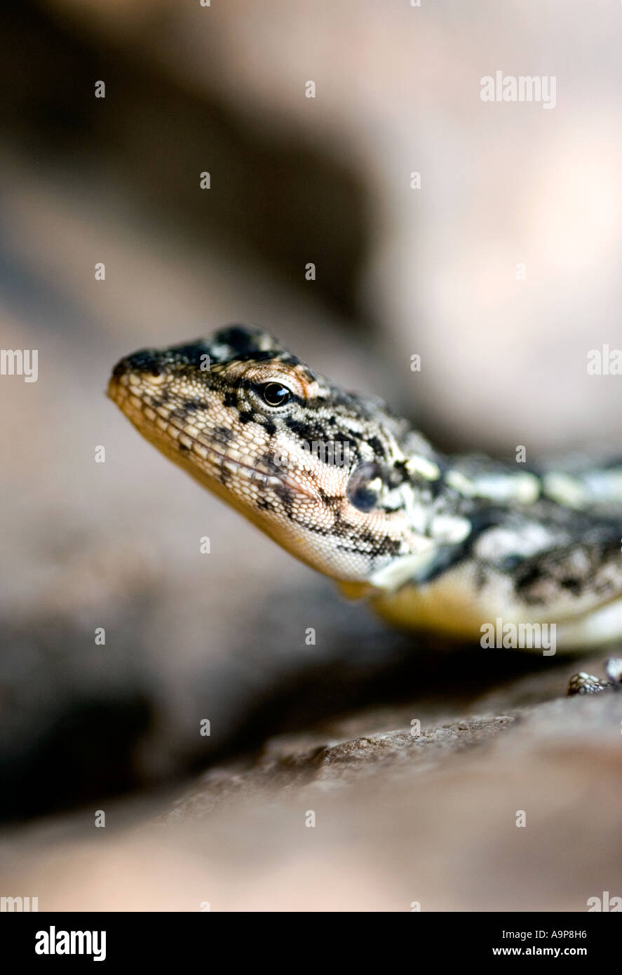 Lizards Of India High Resolution Stock Photography and Images - Alamy