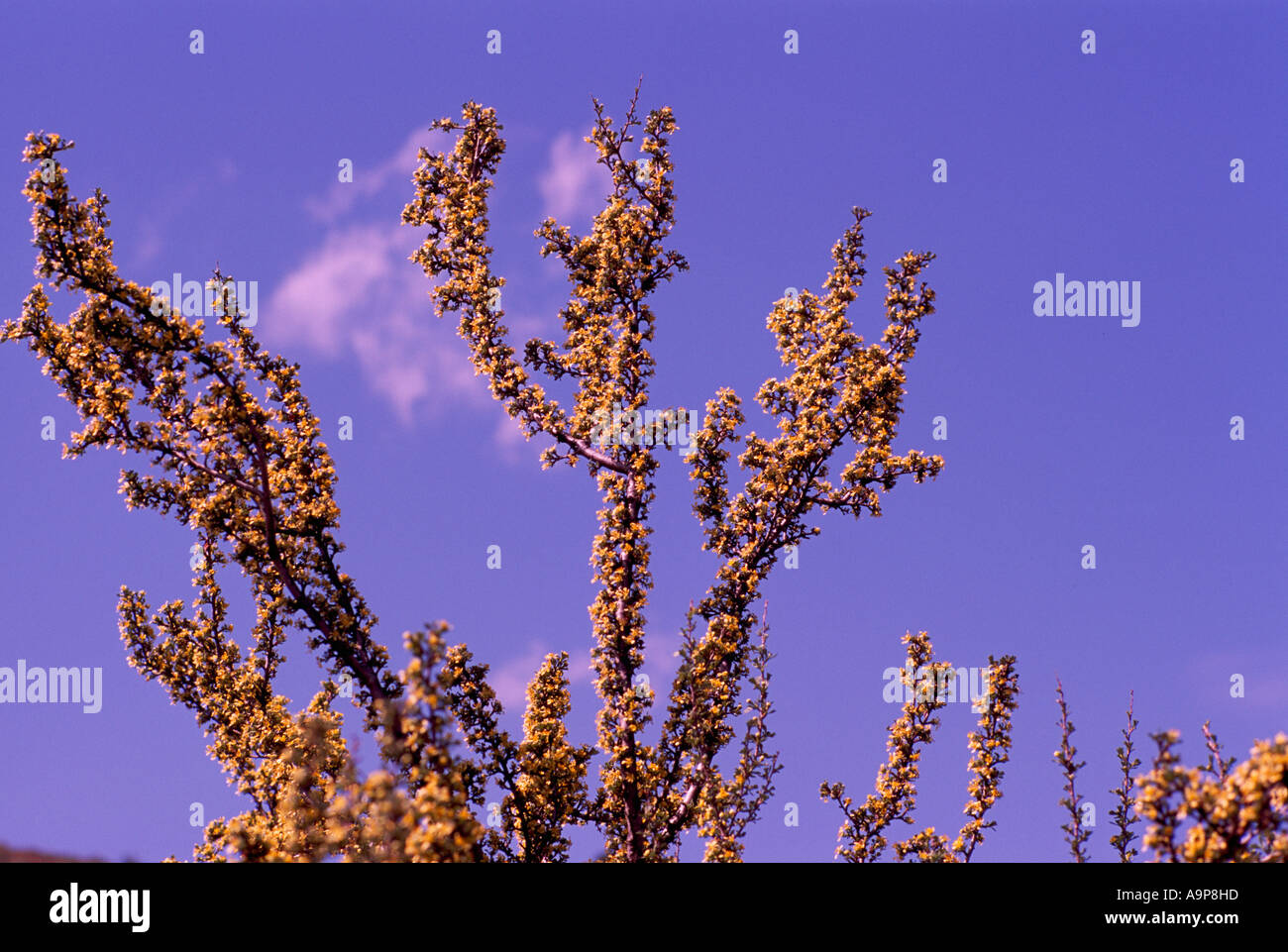 Greasewood hi-res stock photography and images - Alamy