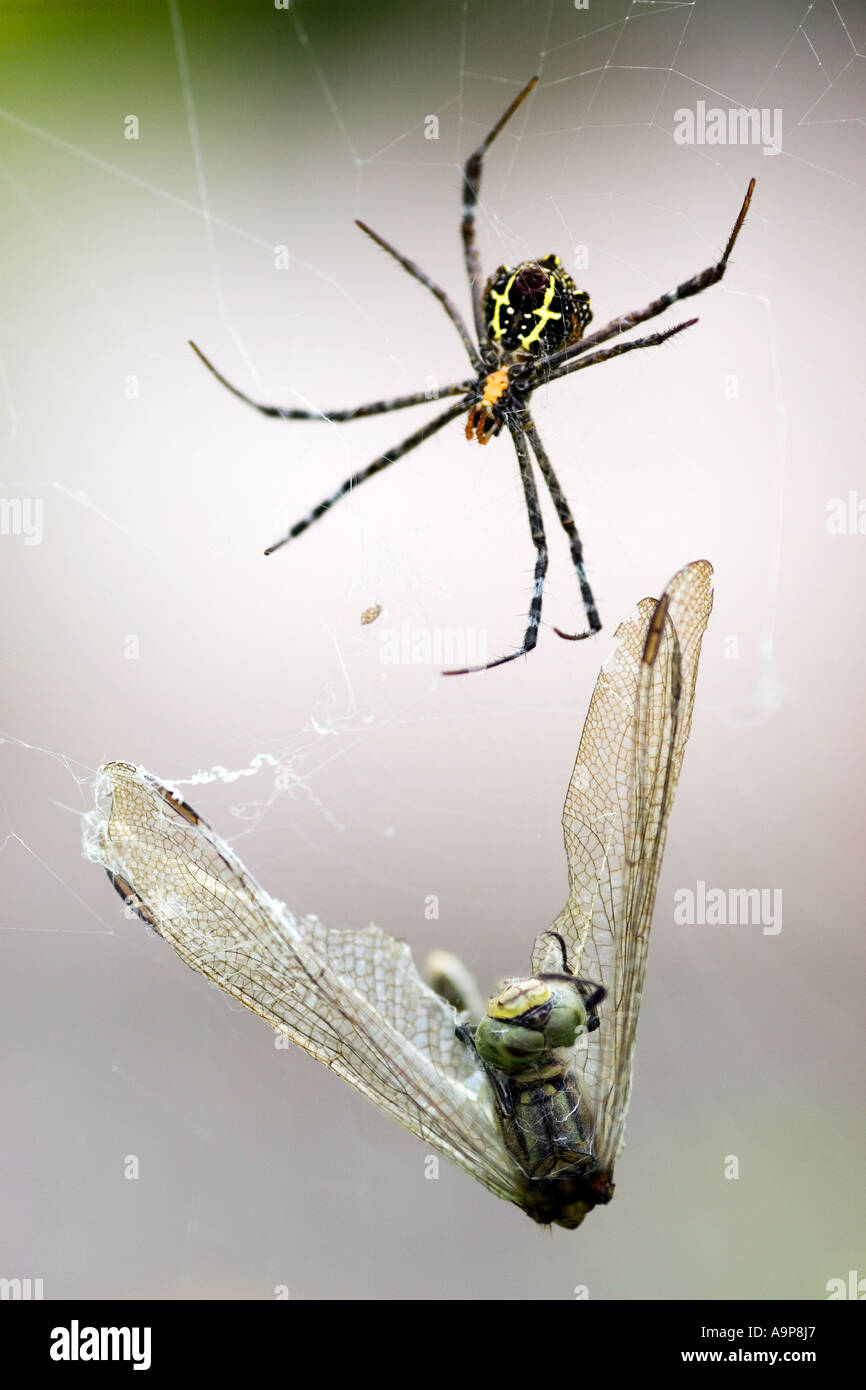 Spider dragonfly hi-res stock photography and images - Alamy