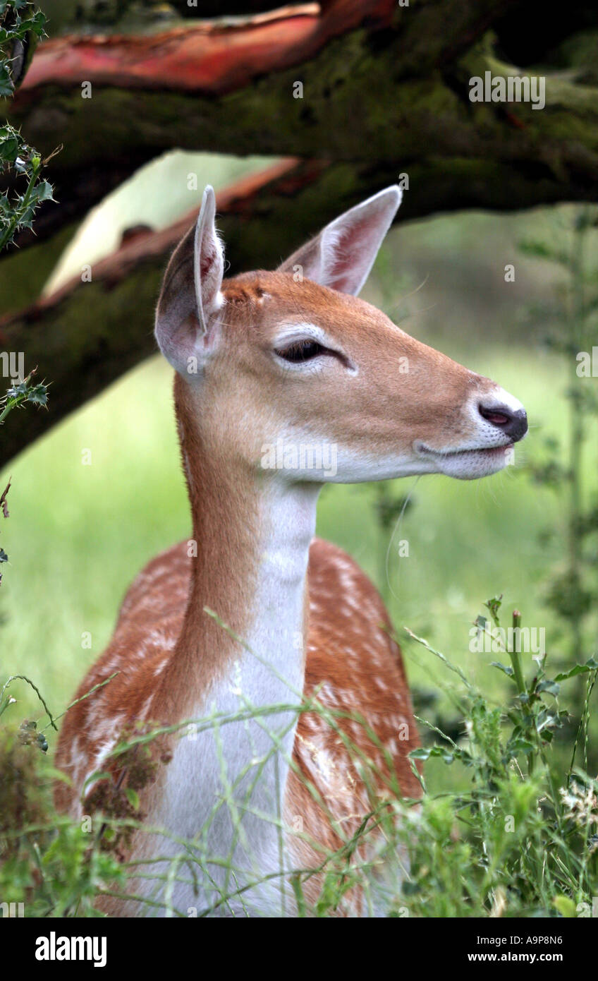 Female fallow deer resting under tree branch in English countryside ...