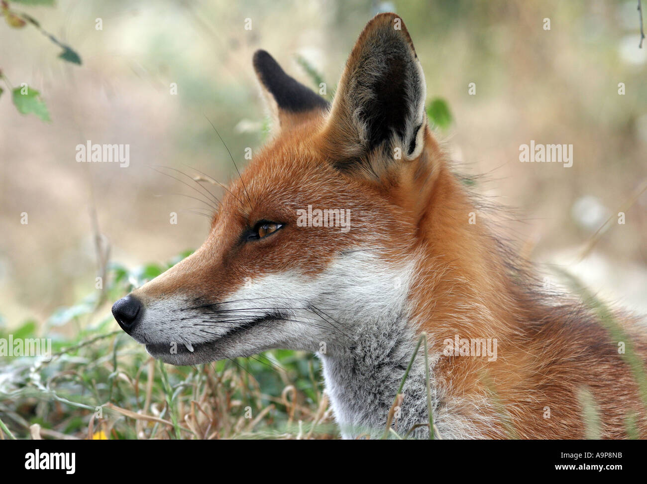 Predator animals hi-res stock photography and images - Alamy