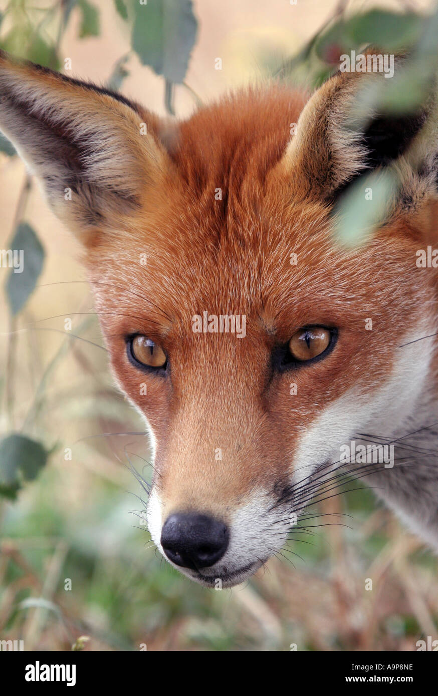 Close up of a fox head looking through the undergrowth in the English ...