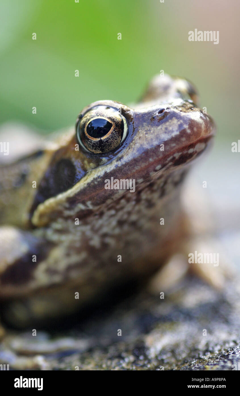 Rana temporaria. Frogs head close up in an English garden Stock Photo ...