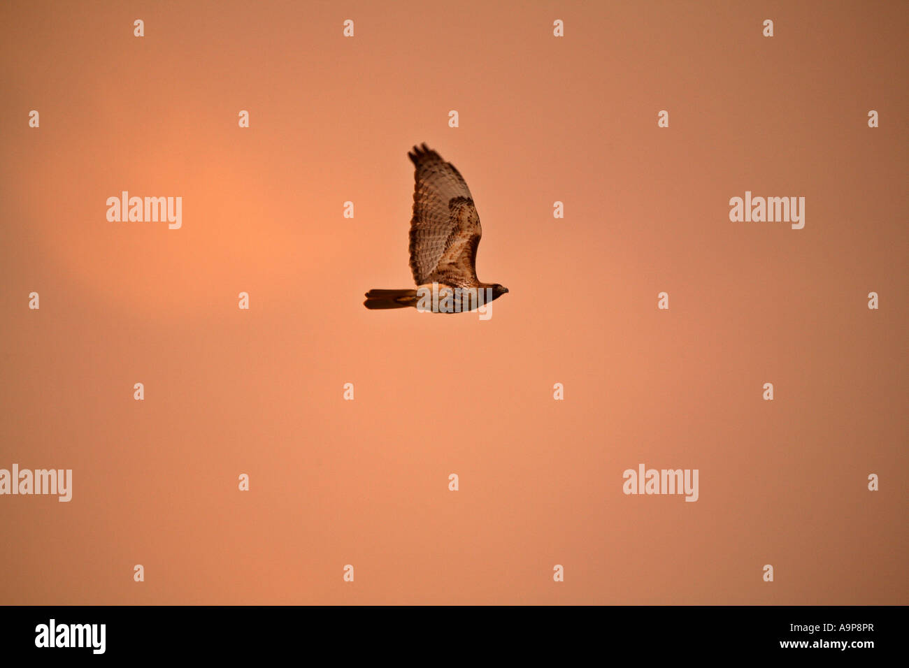 Red-tailed Hawk in flight in Saskatchewan Stock Photo - Alamy