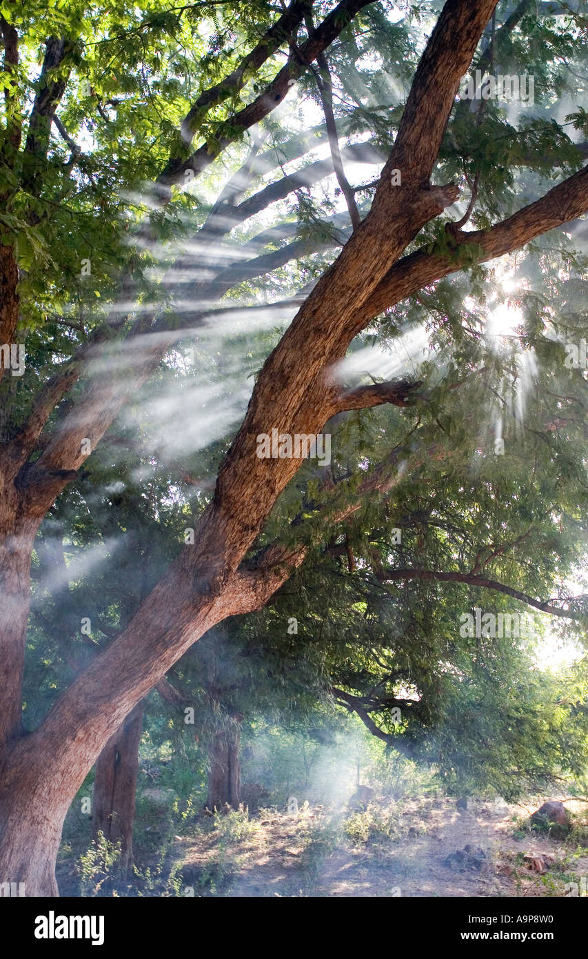 Shaft of sunlight through trees hi-res stock photography and images - Alamy