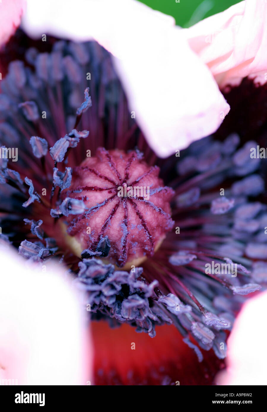 Poppy flower head opening showing middle on a sunny English morning ...