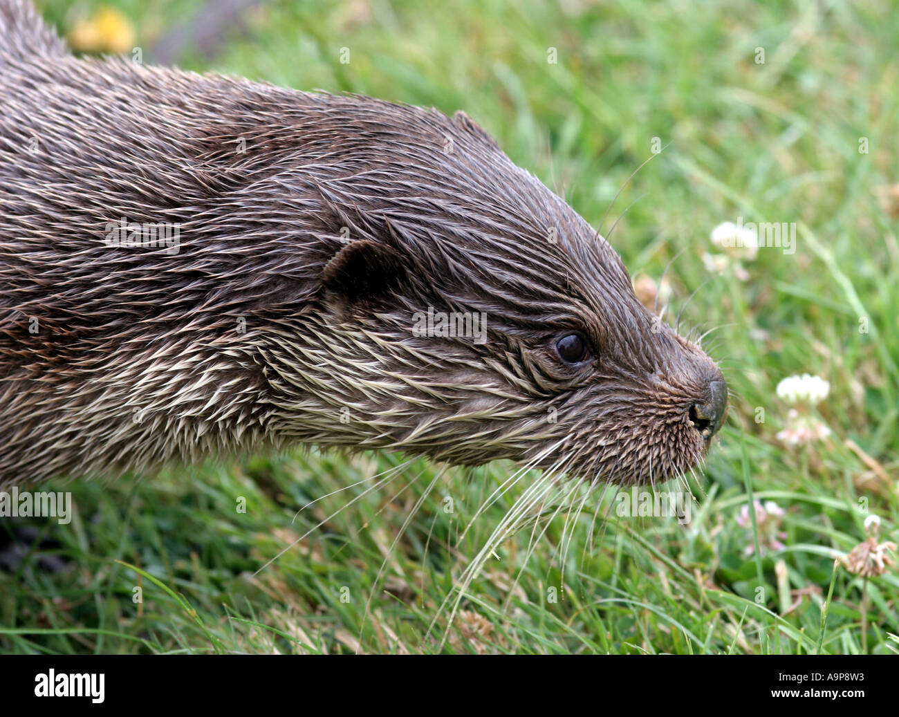 Lutra vulgaris. Otter head Stock Photo - Alamy